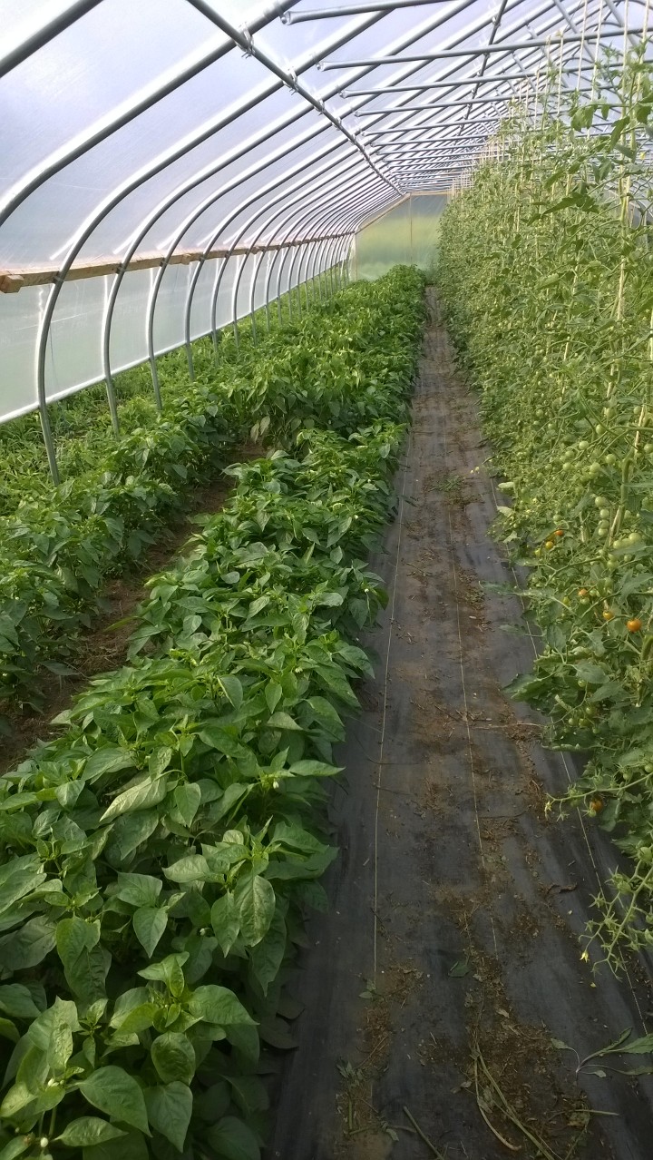 Crops - Firefly Fields