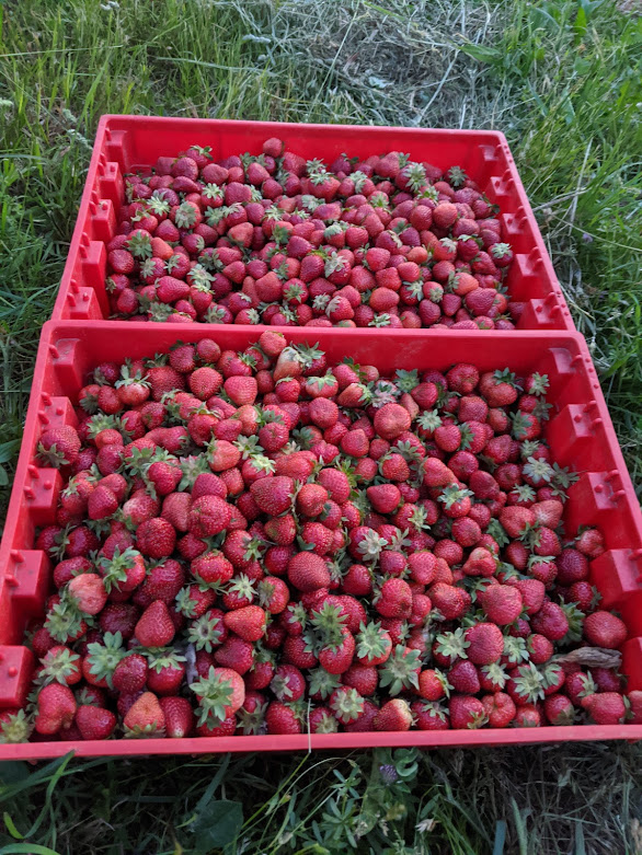 Crops - Firefly Fields