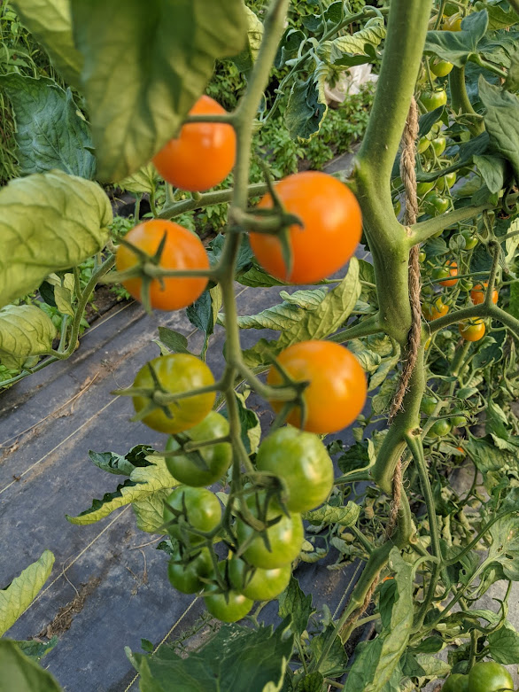 Crops - Firefly Fields