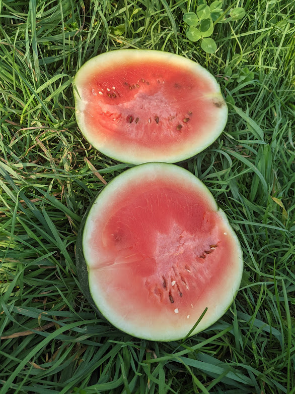 Crops - Firefly Fields